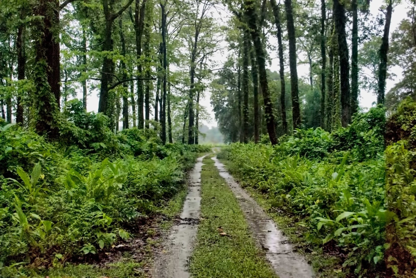 Discover the Uncharted Beauty of Dooars in West Bengal